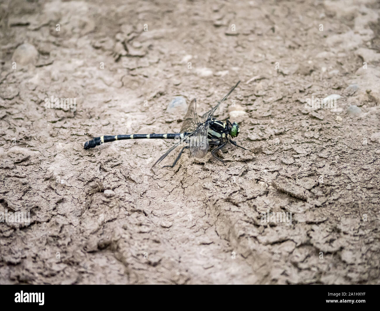 A Japanese jumbo dragonfly, also known as golden-ringed dragonfly ...