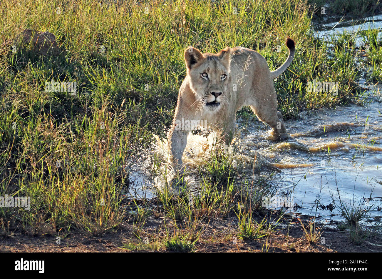 Young lion running hi-res stock photography and images - Alamy