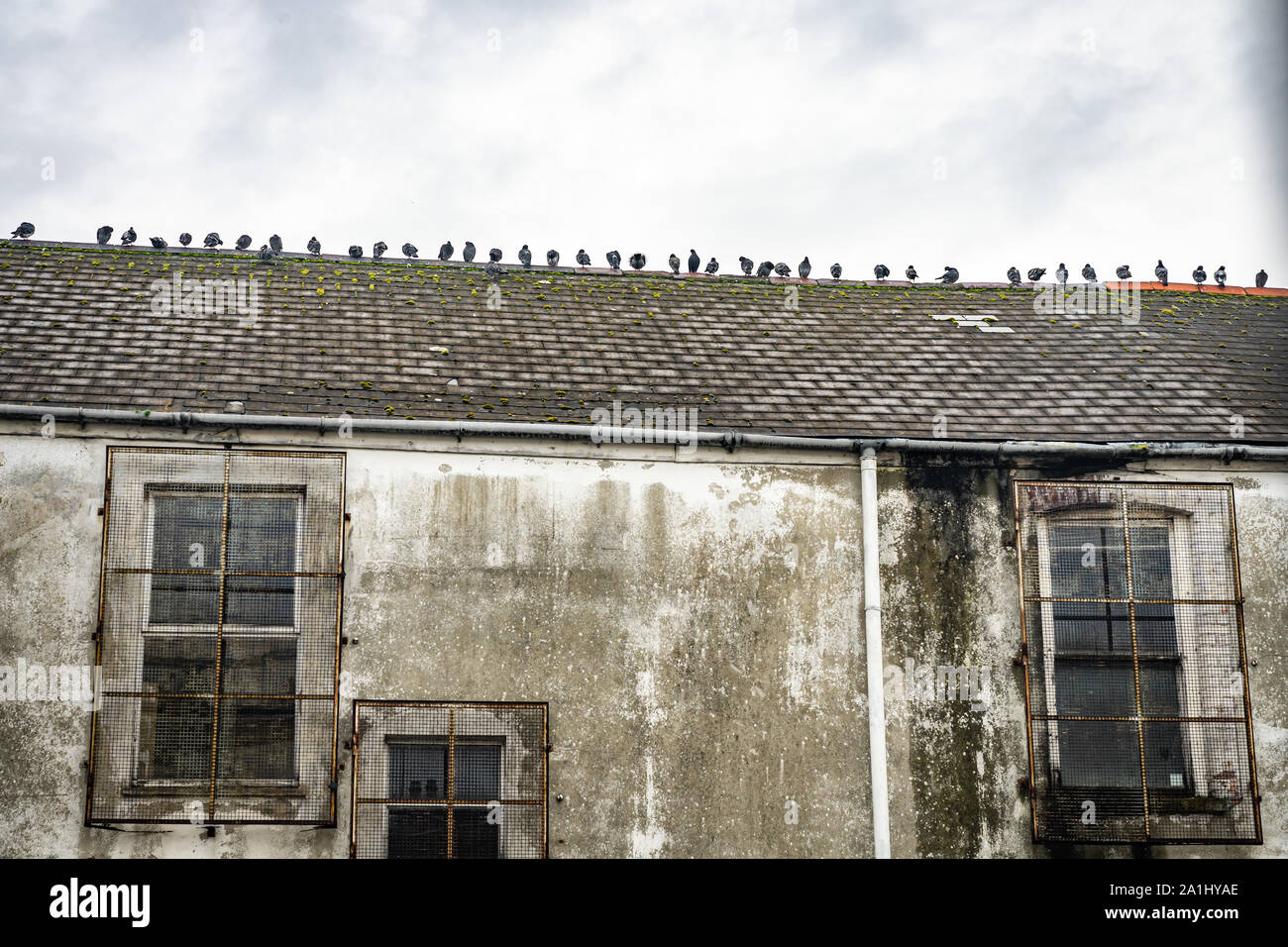 Derry londonderry bird hi-res stock photography and images - Alamy