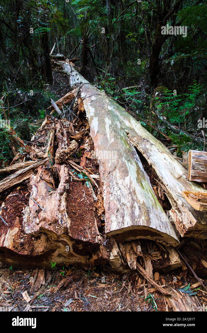 Sherbrooke, Victoria, Australia – September 27th, 2019: Fallen Mountain ...