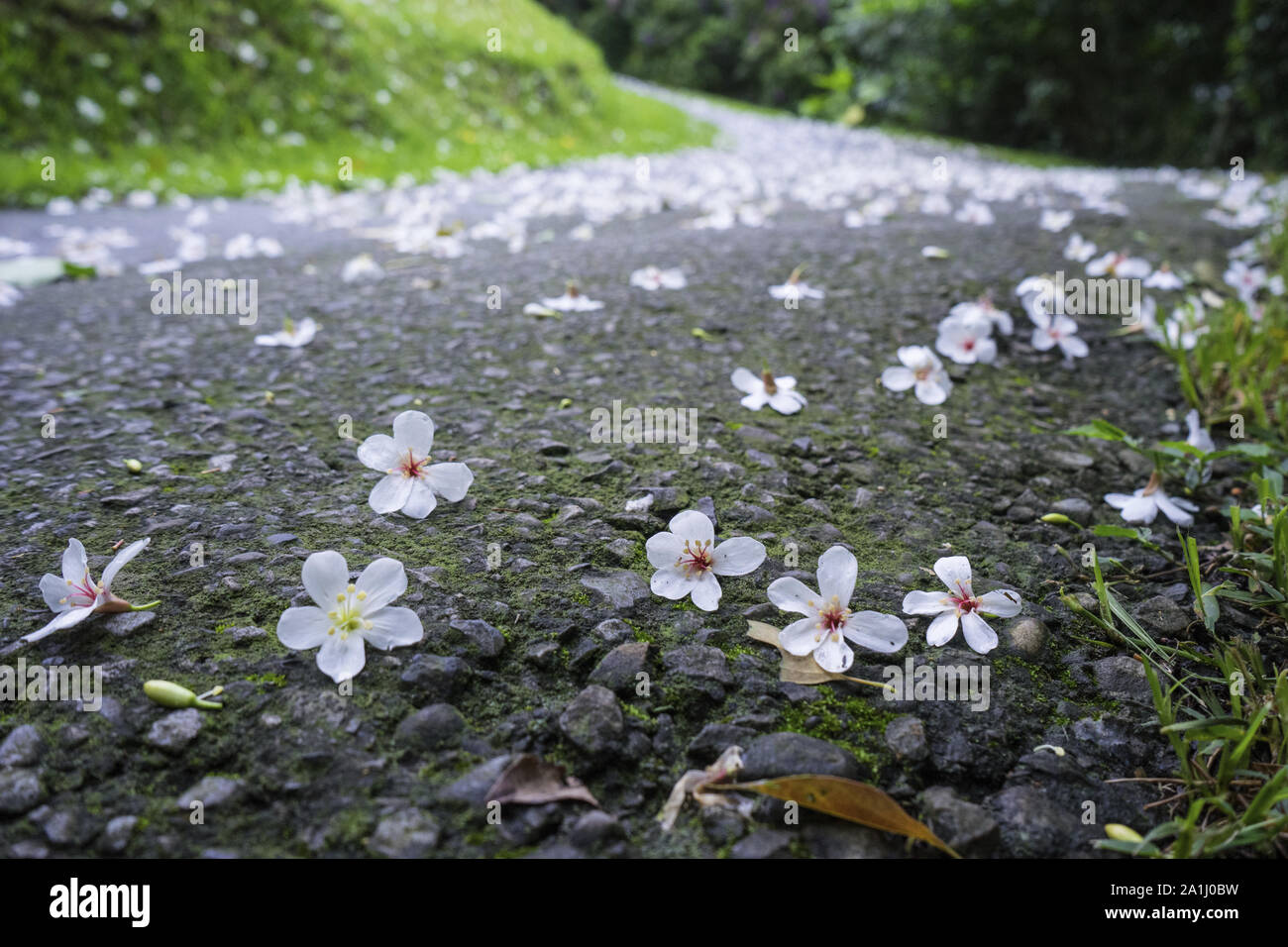 Tung blossom flowers hi-res stock photography and images - Alamy