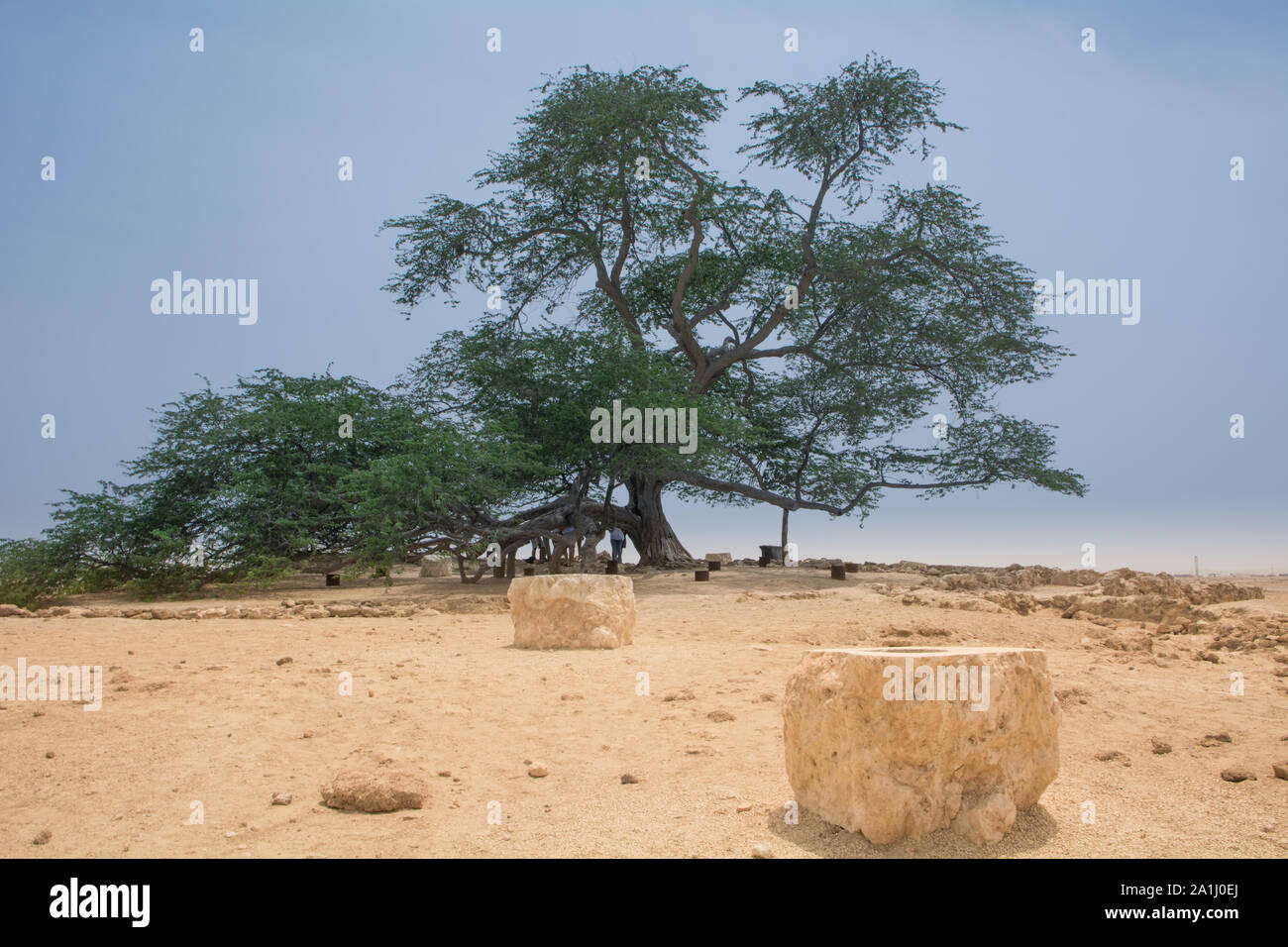 Life of tree Stock Photo - Alamy
