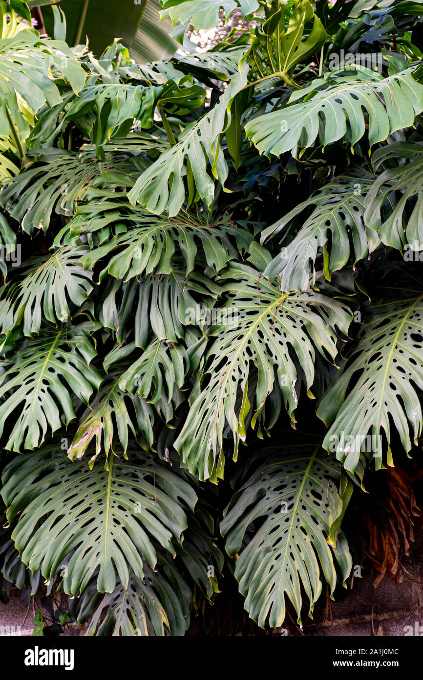 Plant ceriman leaf hi-res stock photography and images - Alamy