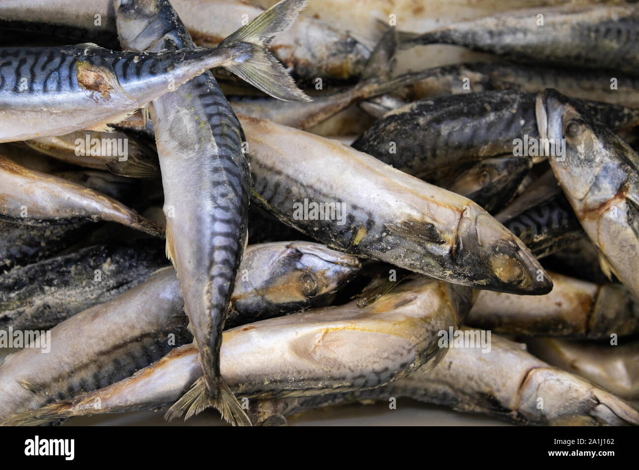 Macro of mackerel fish lying one on another at fish market, elevated ...