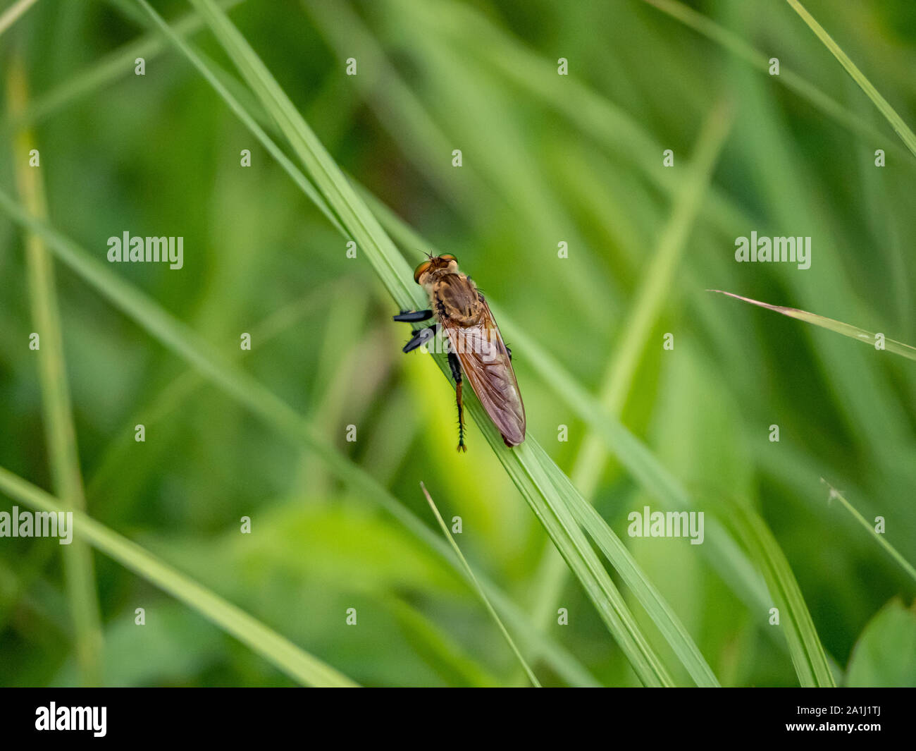 A robber fly, also known as assassin flies -species cophinopoda ...