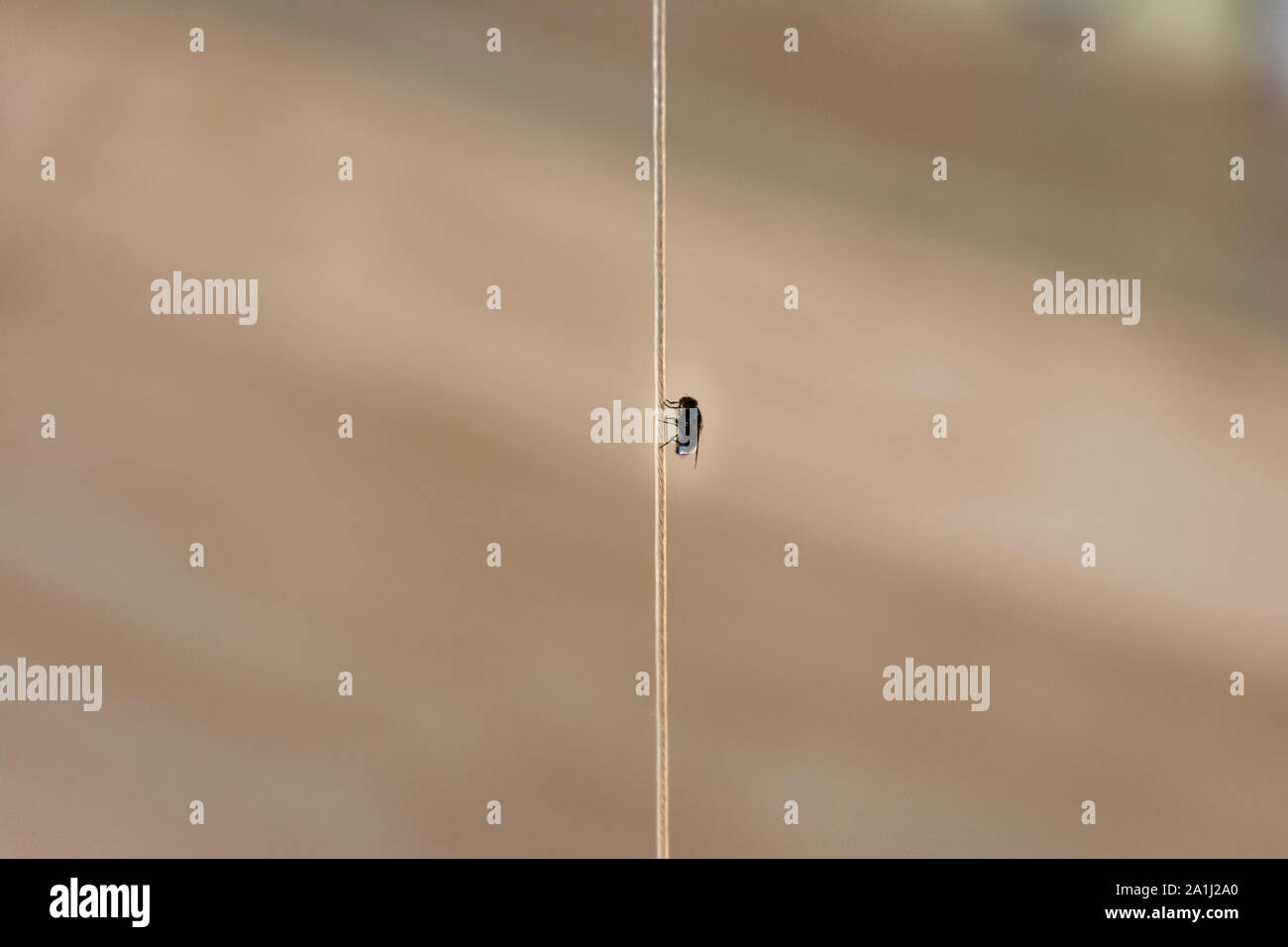 The human bot fly, Dermatobia hominis - fly inn on a wire Stock Photo ...