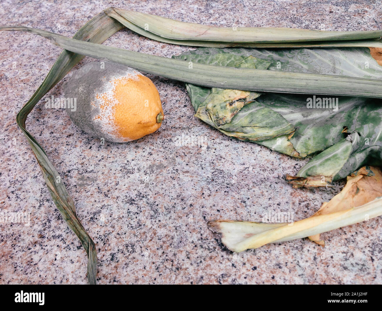 Rotten lemon, green onion and cabbage on the grey table. Still life ...