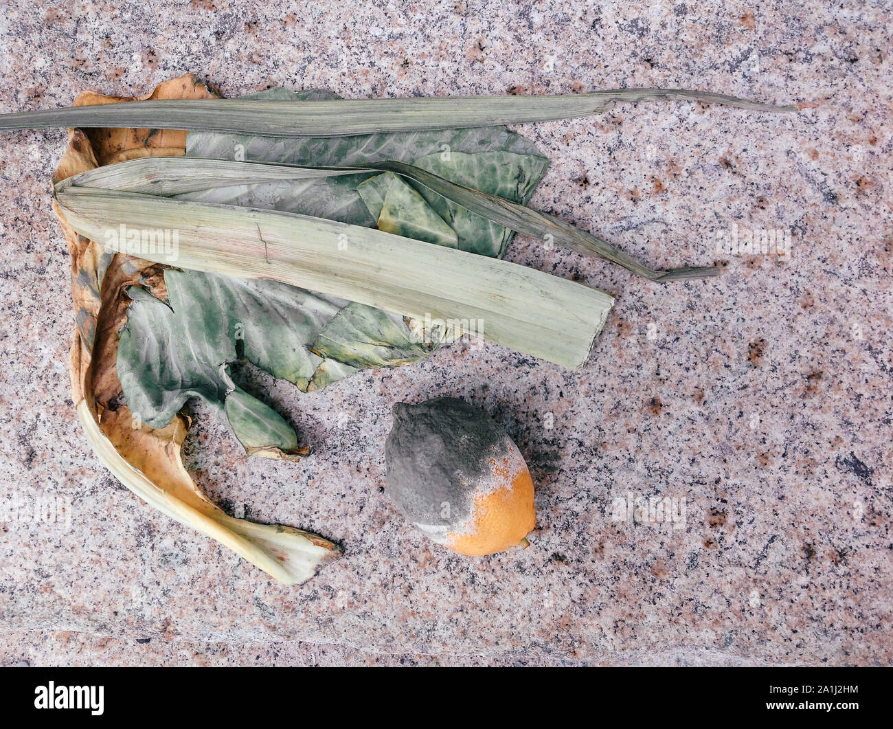Rotten lemon, green onion and cabbage on the grey table. Still life ...
