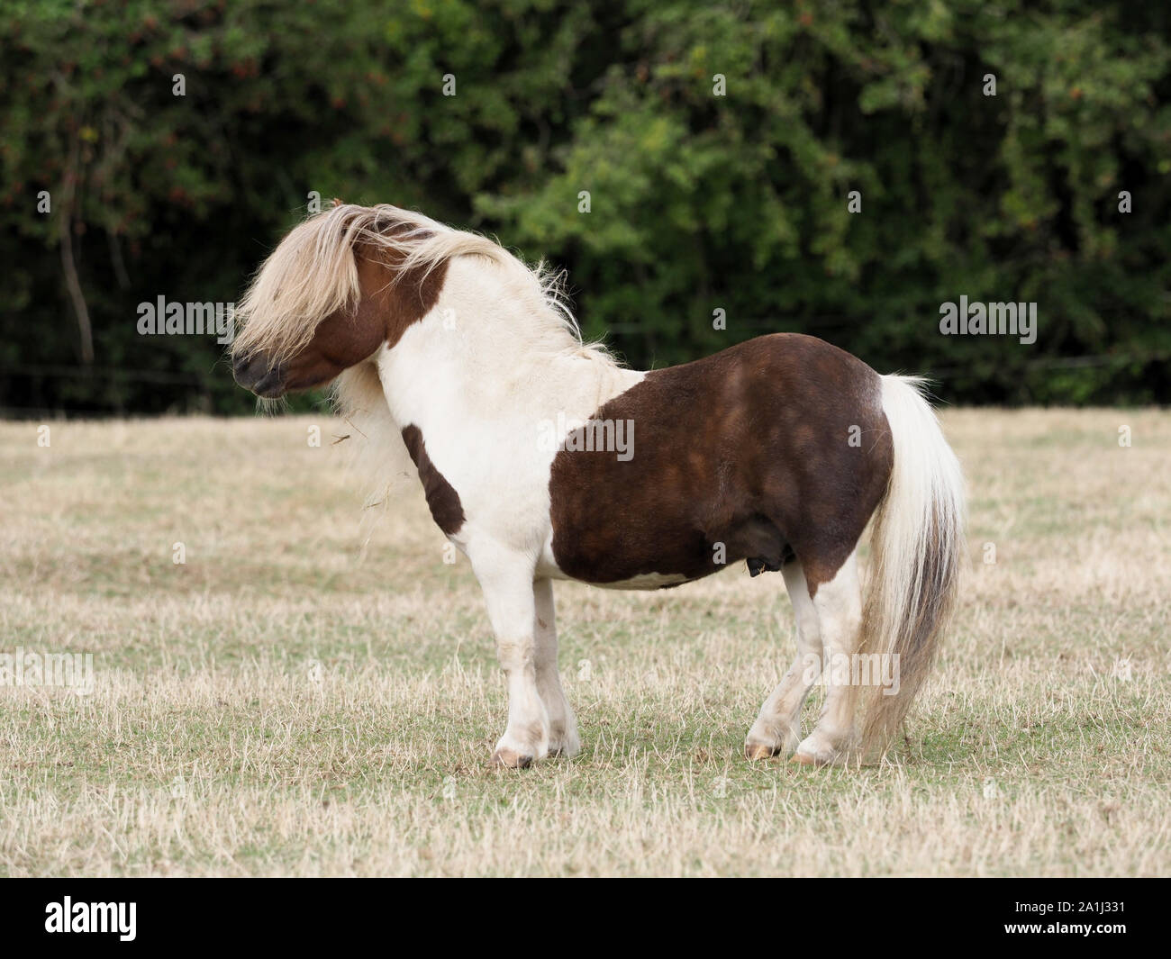 Miniature stallion hi-res stock photography and images - Alamy