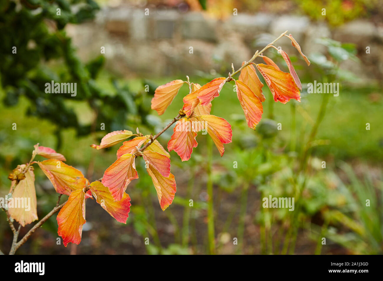 Witch hazel autumn foliage hamamelis hi-res stock photography and ...