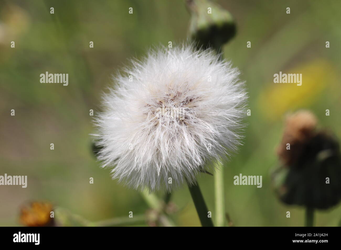 Dandilion hi-res stock photography and images - Alamy
