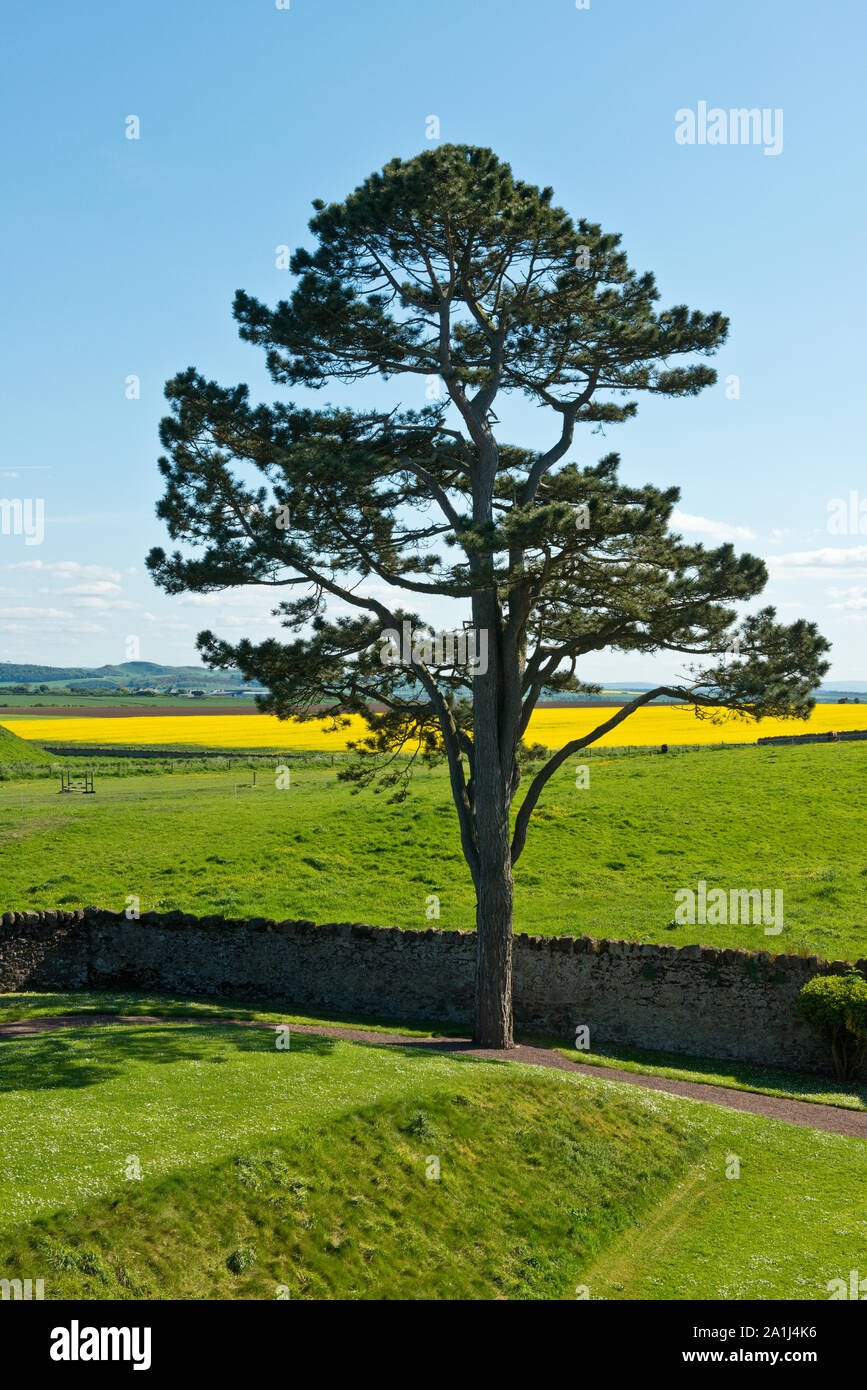 Tree at castle boundary wall and farm fields of East Lothian. Dirleton ...