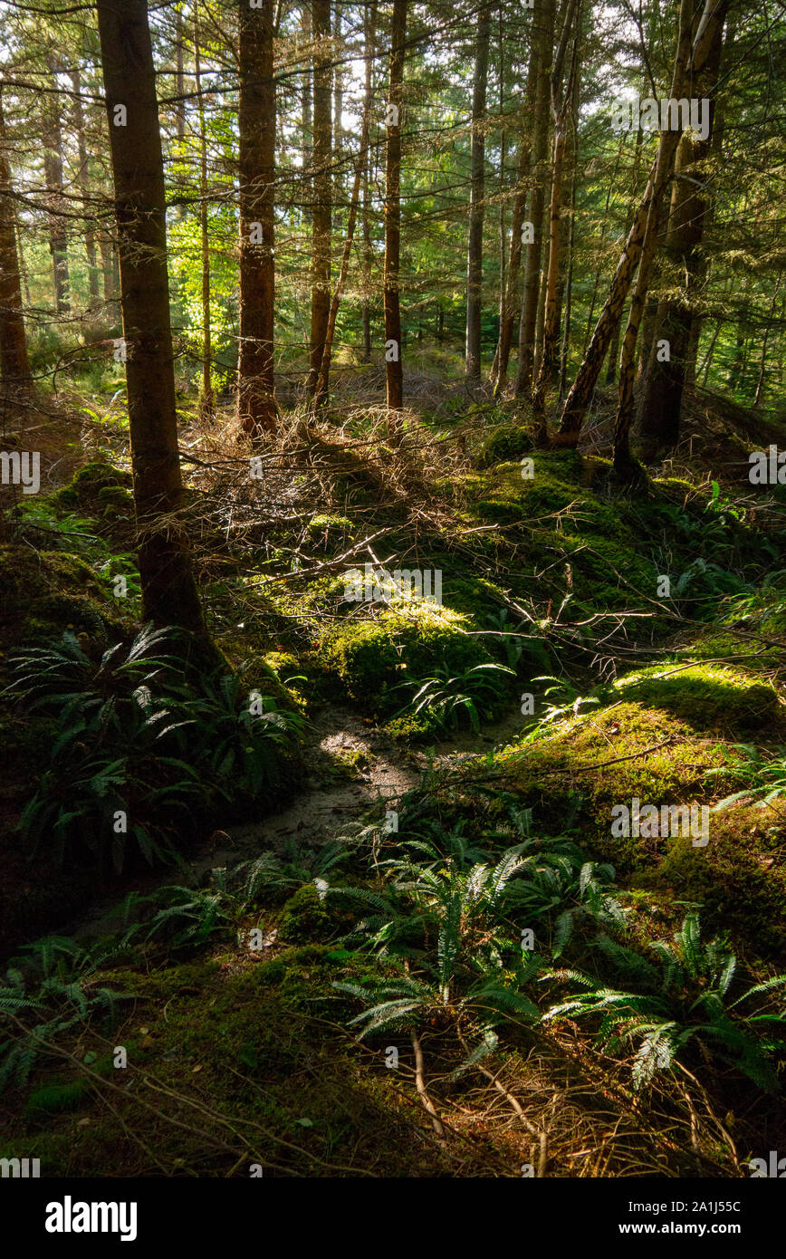 Scottish forest woods trees hi-res stock photography and images - Alamy