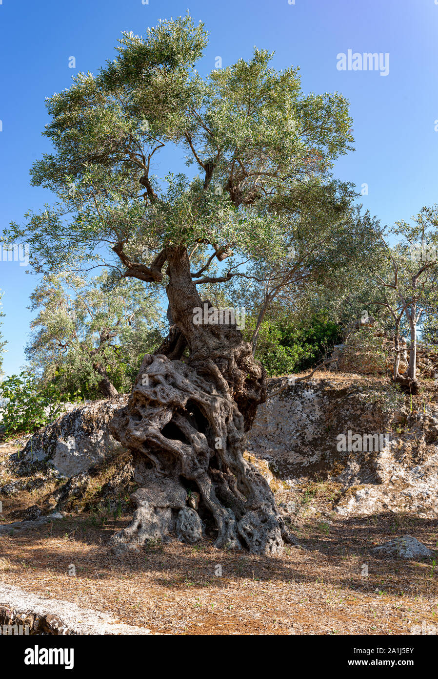 large olive tree with knotty central stem and twisted branches Stock ...