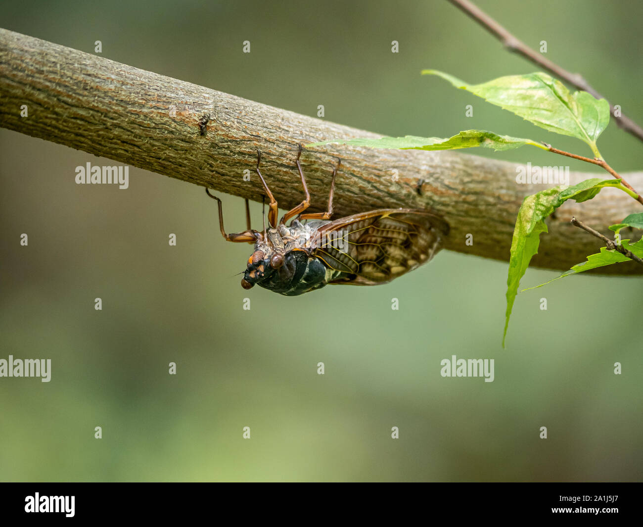 A Japanese cicada, tanna japonensis, clings to the bottom of a small ...