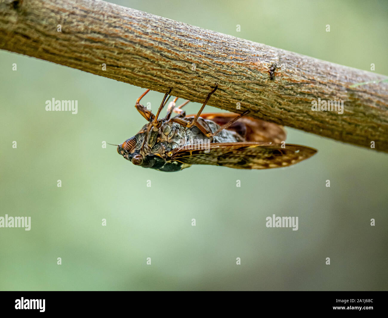 A Japanese cicada, tanna japonensis, clings to the bottom of a small ...