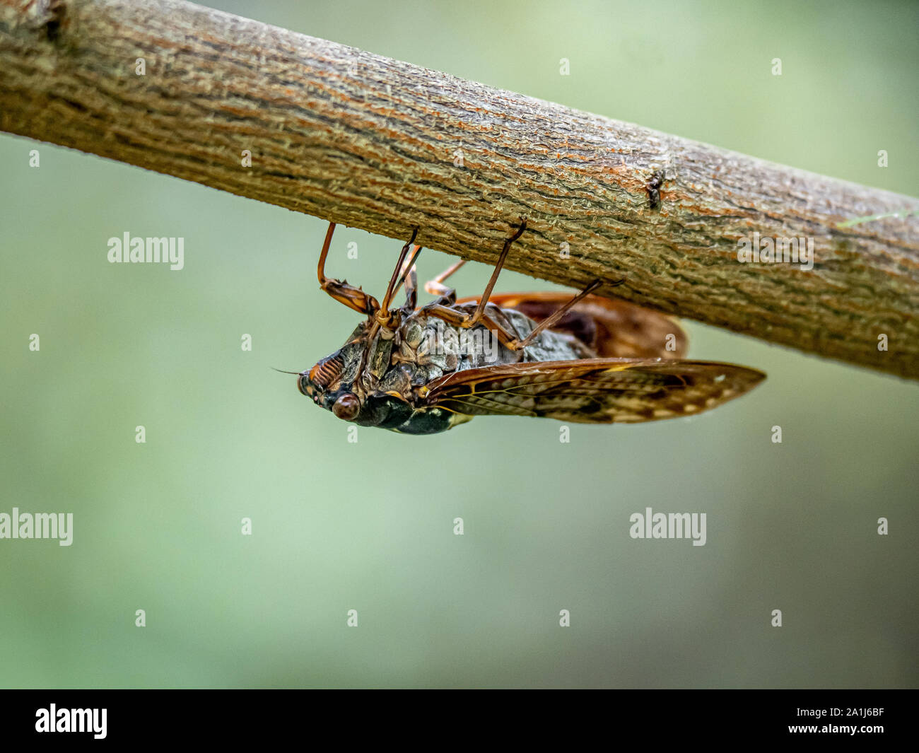 A Japanese cicada, tanna japonensis, clings to the bottom of a small ...