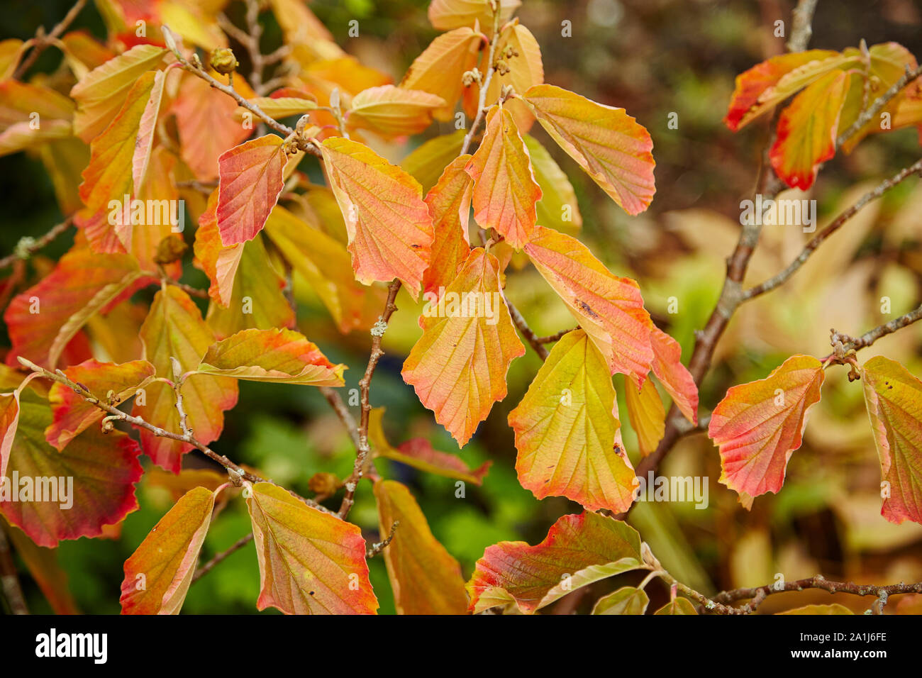 Witch Hazel Leaves High Resolution Stock Photography and Images - Alamy