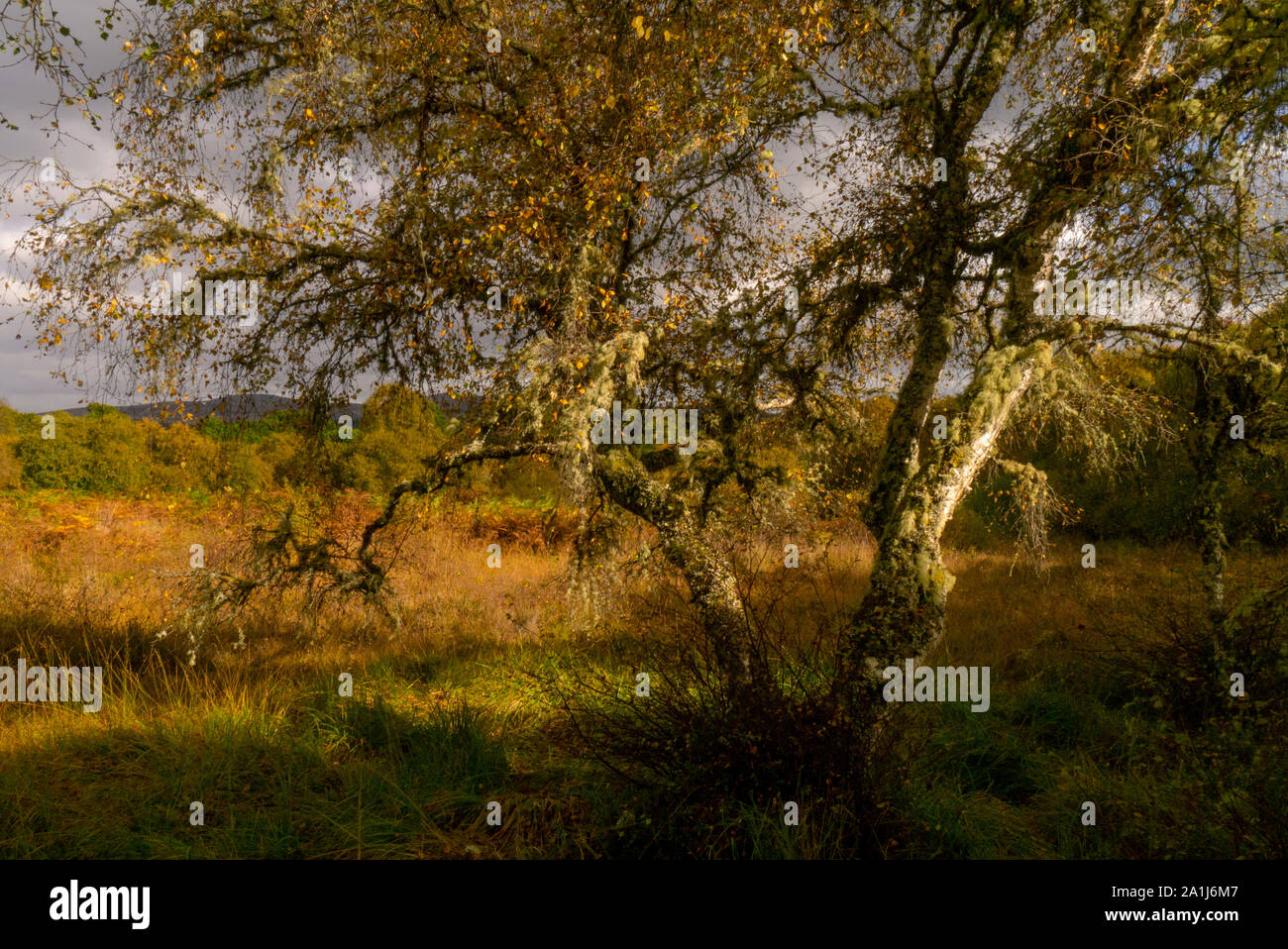 Forest scenic in Sutherland Scotland UK Stock Photo - Alamy