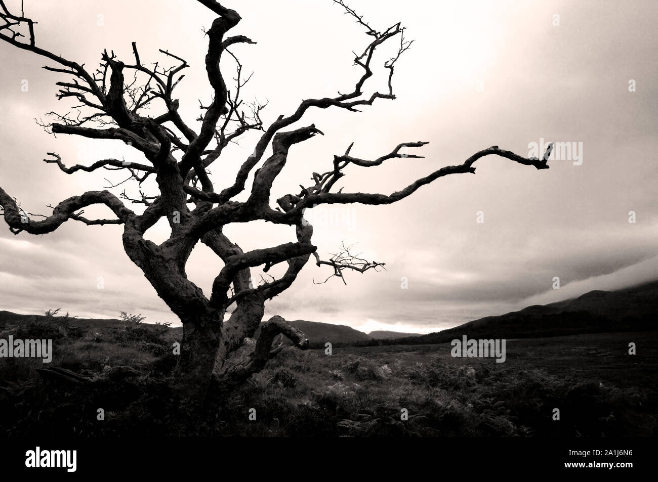 Parched tree hi-res stock photography and images - Alamy