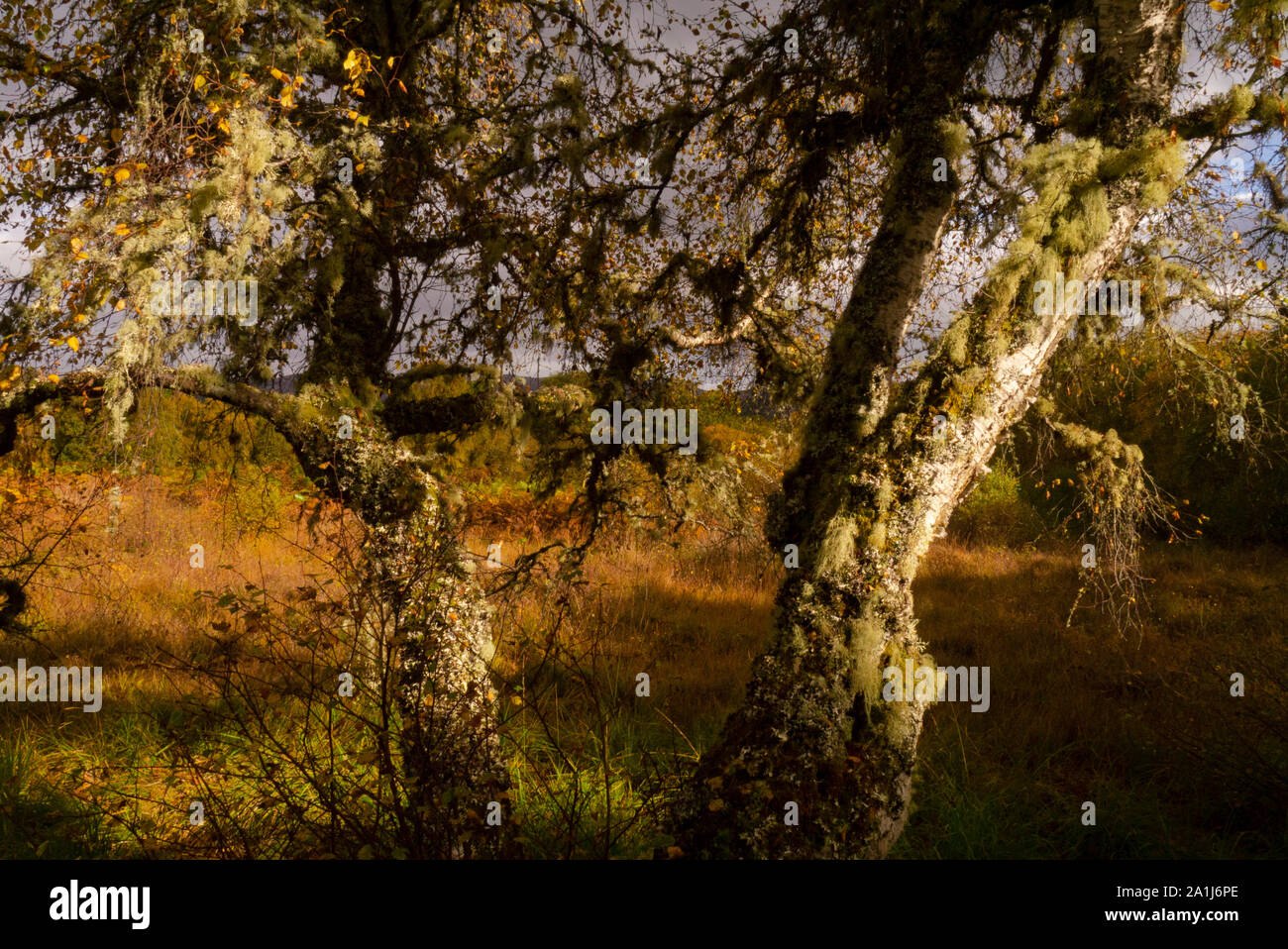 Forest scenic in Sutherland Scotland UK Stock Photo - Alamy
