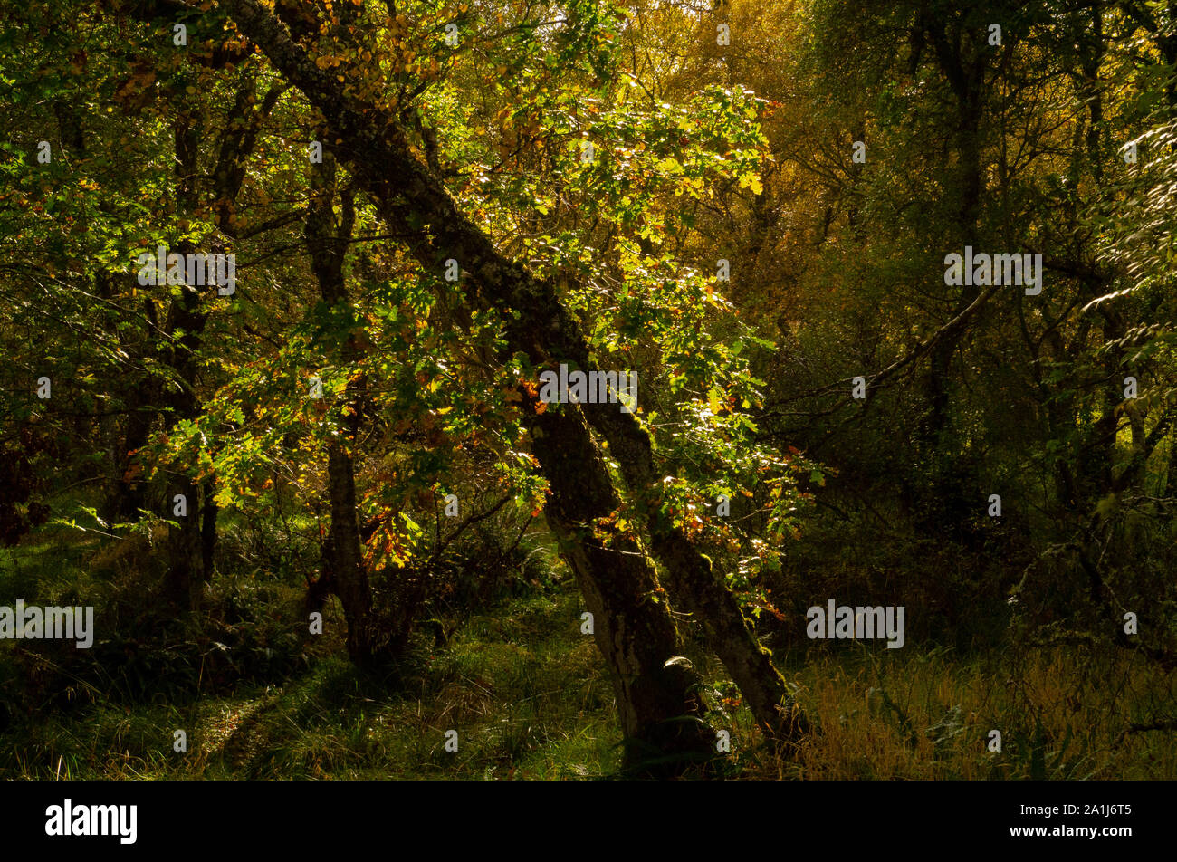 Scottish forest woods trees hi-res stock photography and images - Alamy