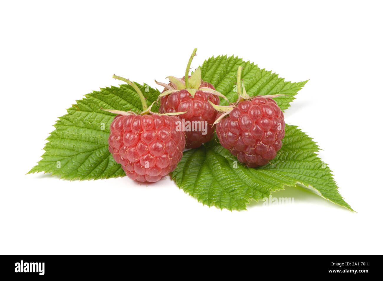 Ripe raspberry isolated white background. High resolution photo. Full ...
