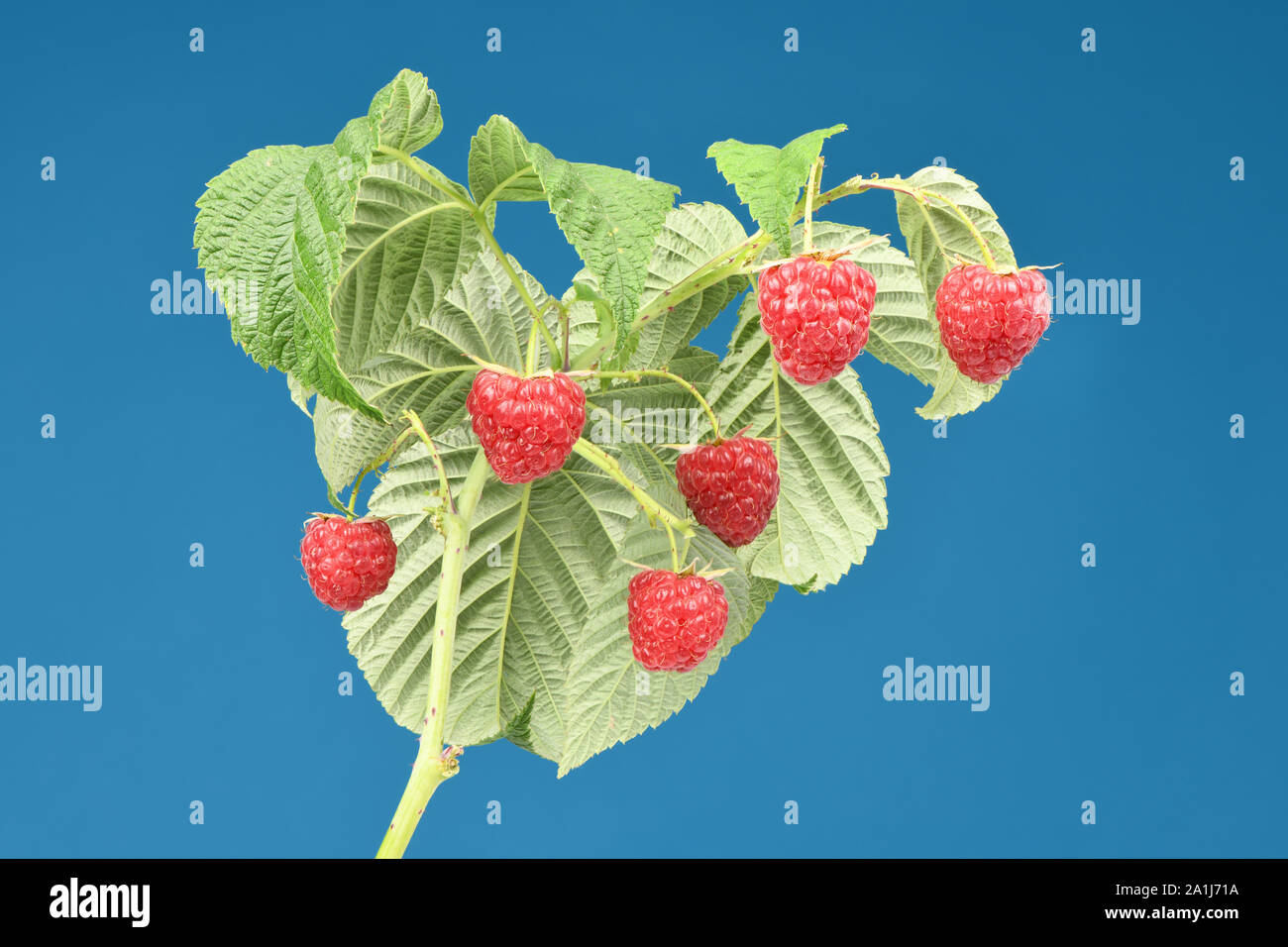 Raspberry twig with leaves isolated on blue background. High resolution ...