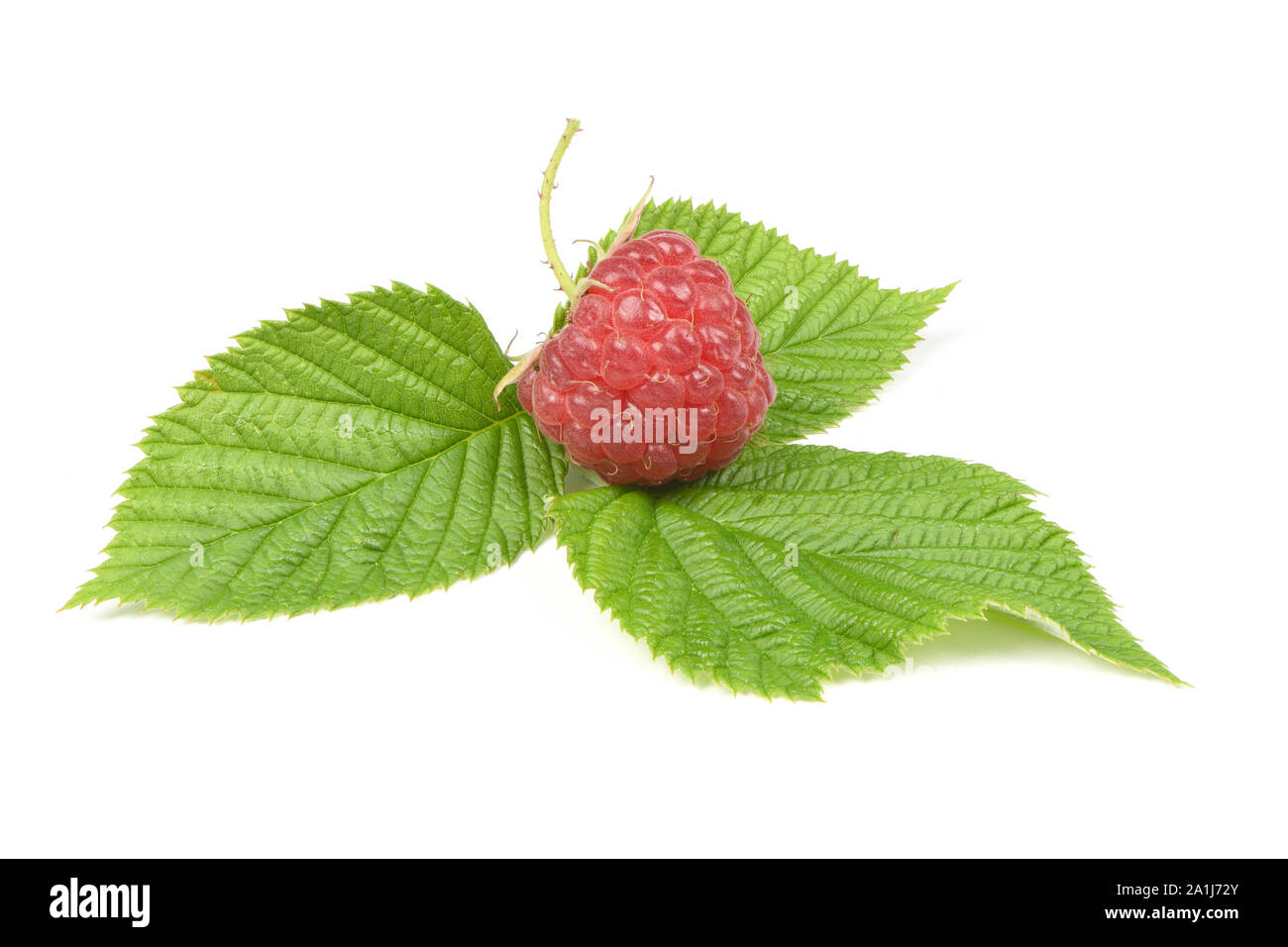 Ripe raspberry isolated white background. High resolution photo. Full ...