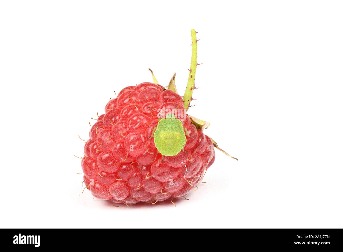 Green stink bug (Nezara viridula) on ripe raspberry isolated white ...