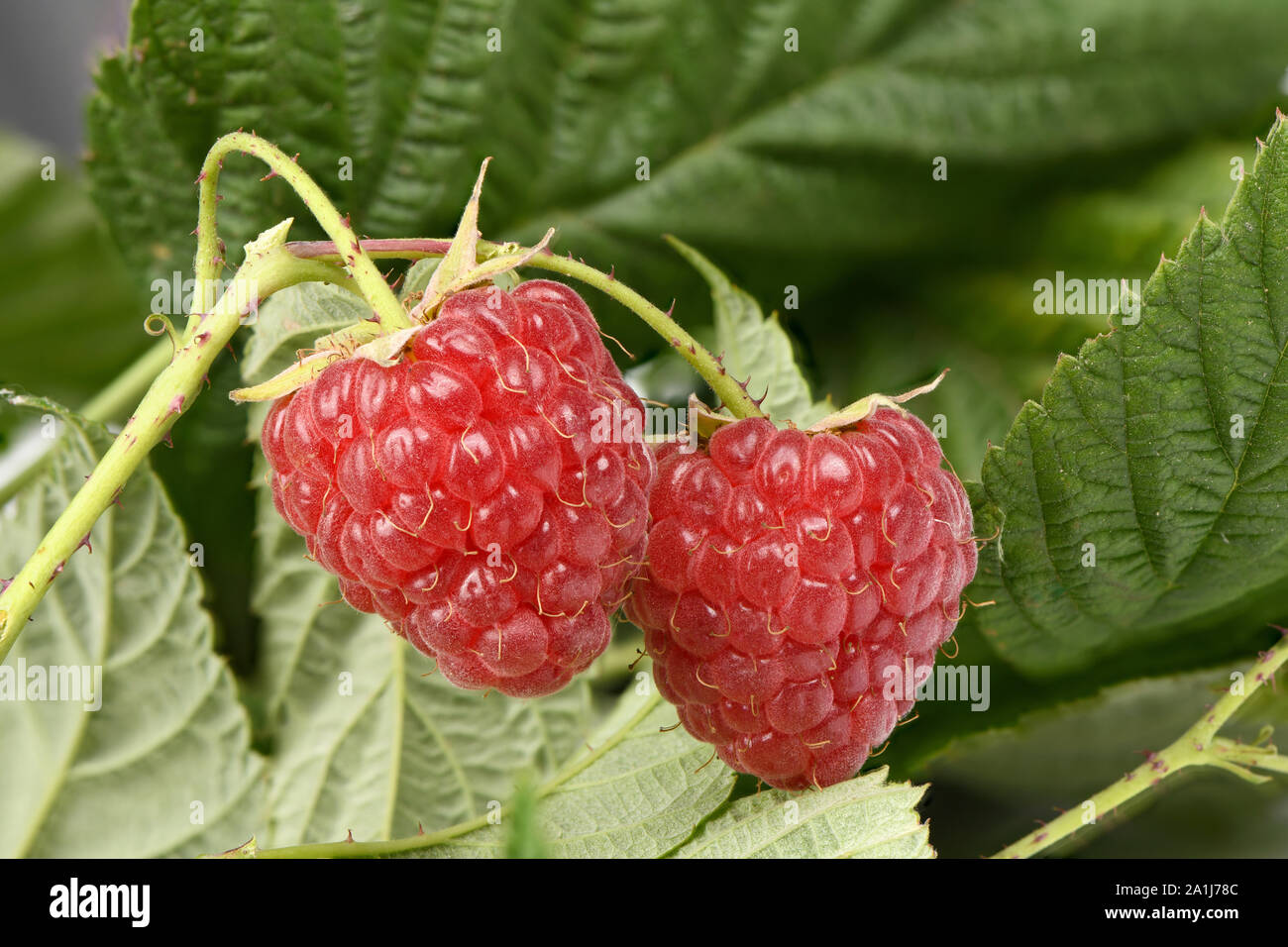 Raspberry twig with leaves food background. High resolution photo. Full ...