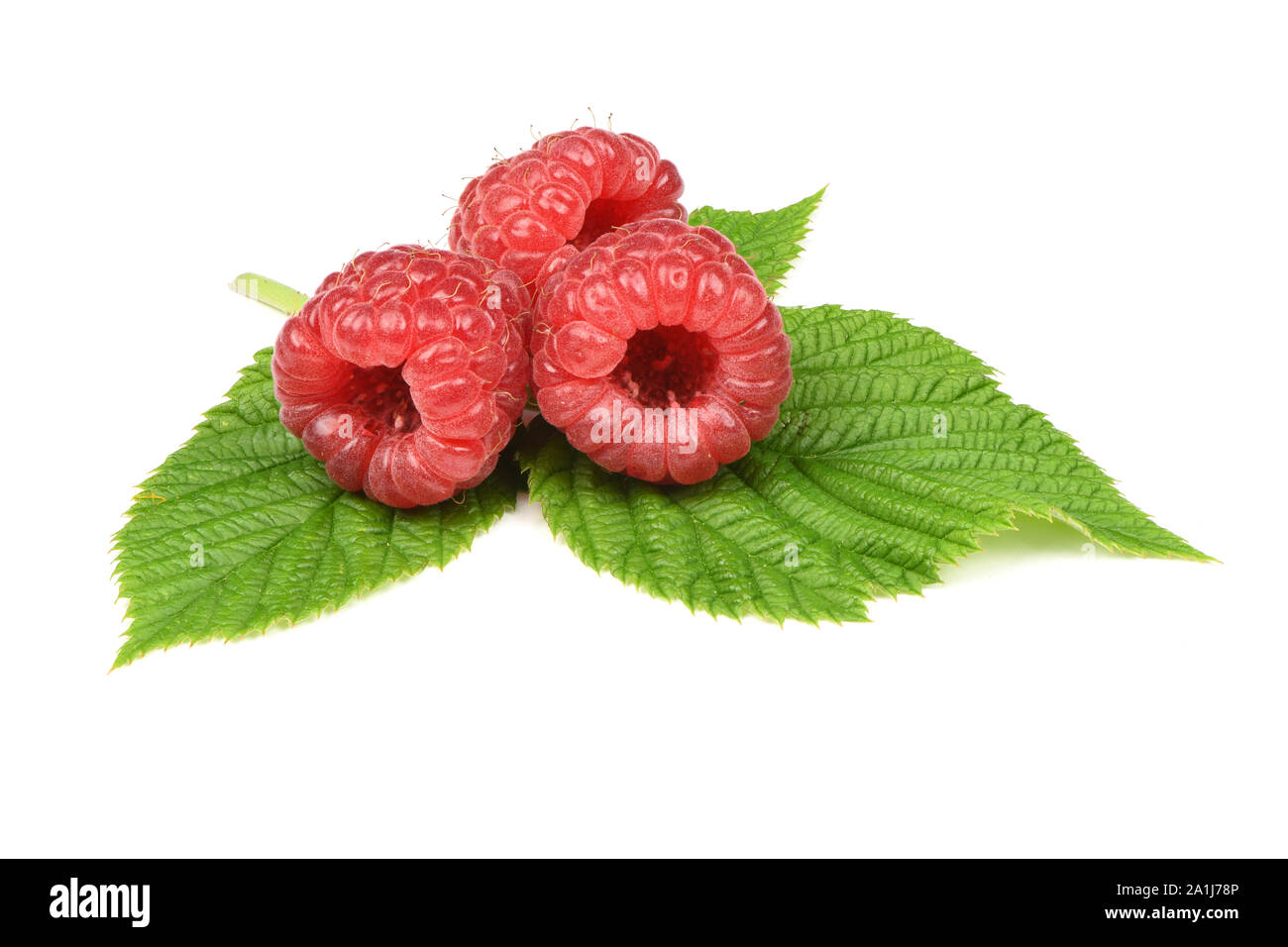 Raspberry twig with leaves isolated on white background. High ...