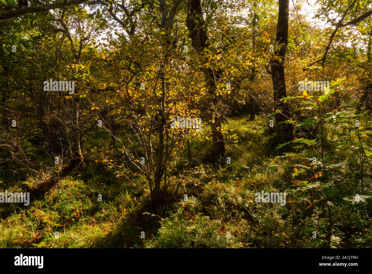Forest scenic in Sutherland Scotland UK Stock Photo - Alamy