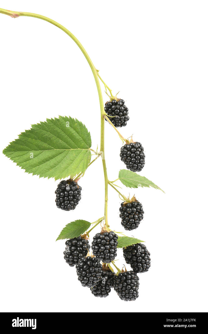Ripe blackberry isolated white background. High resolution photo. Full ...