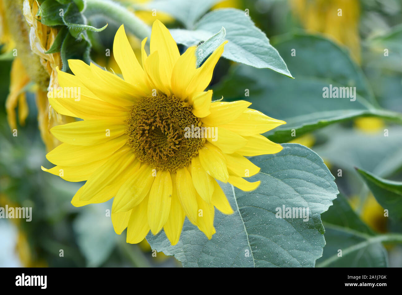 Yellow colored sunflower, beautiful flower blooming in the garden. High ...