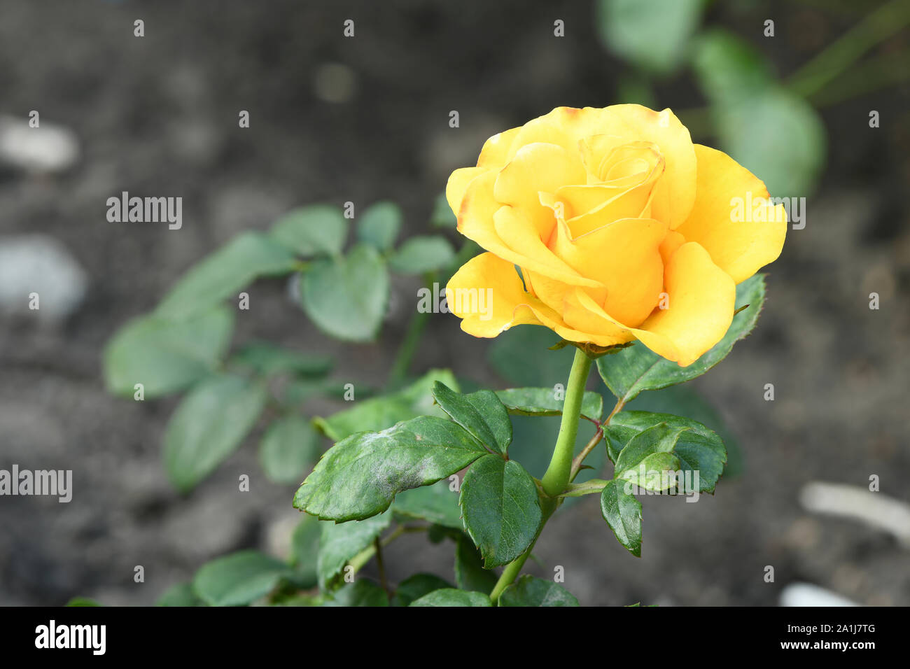 Yellow colored rose, beautiful flower blooming in the garden. High ...