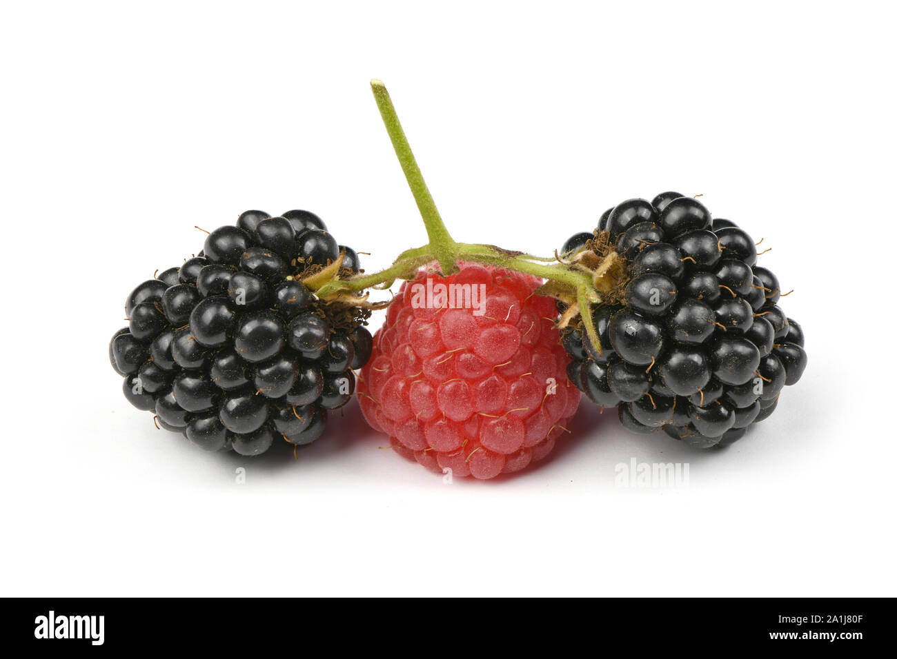 Ripe blackberry and raspberry isolated white background. High ...
