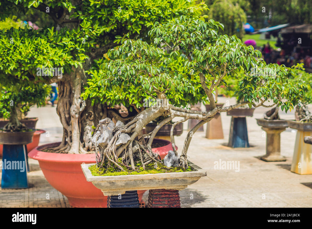 Bonsai and Penjing landscape with miniature evergreen tree in a tray ...