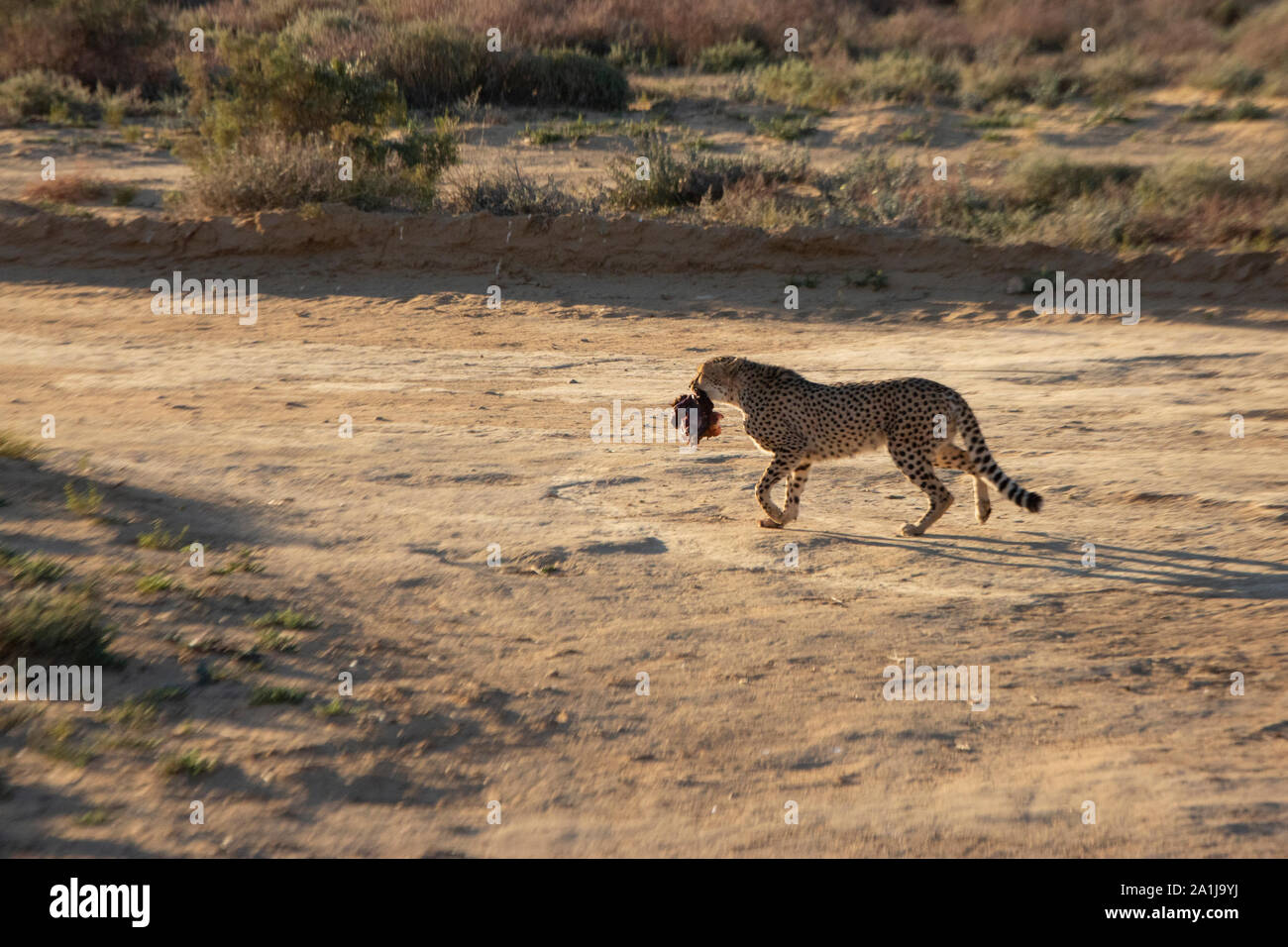Springbok and cheetah hi-res stock photography and images - Alamy