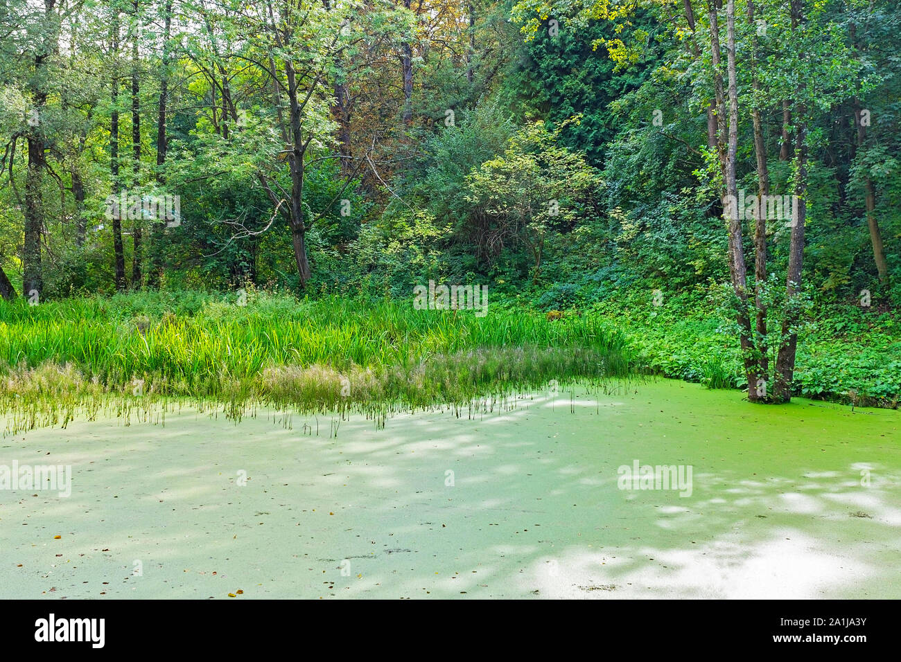 Lush green swamp and tropical forest scene. The sun is peaking through ...