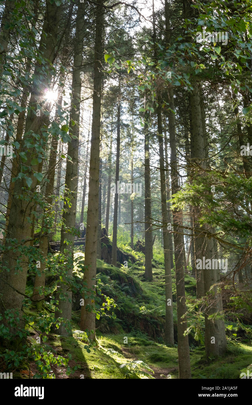 Tall trees in a forest in the Elan Valley near Rhayader, Mid-Wales ...
