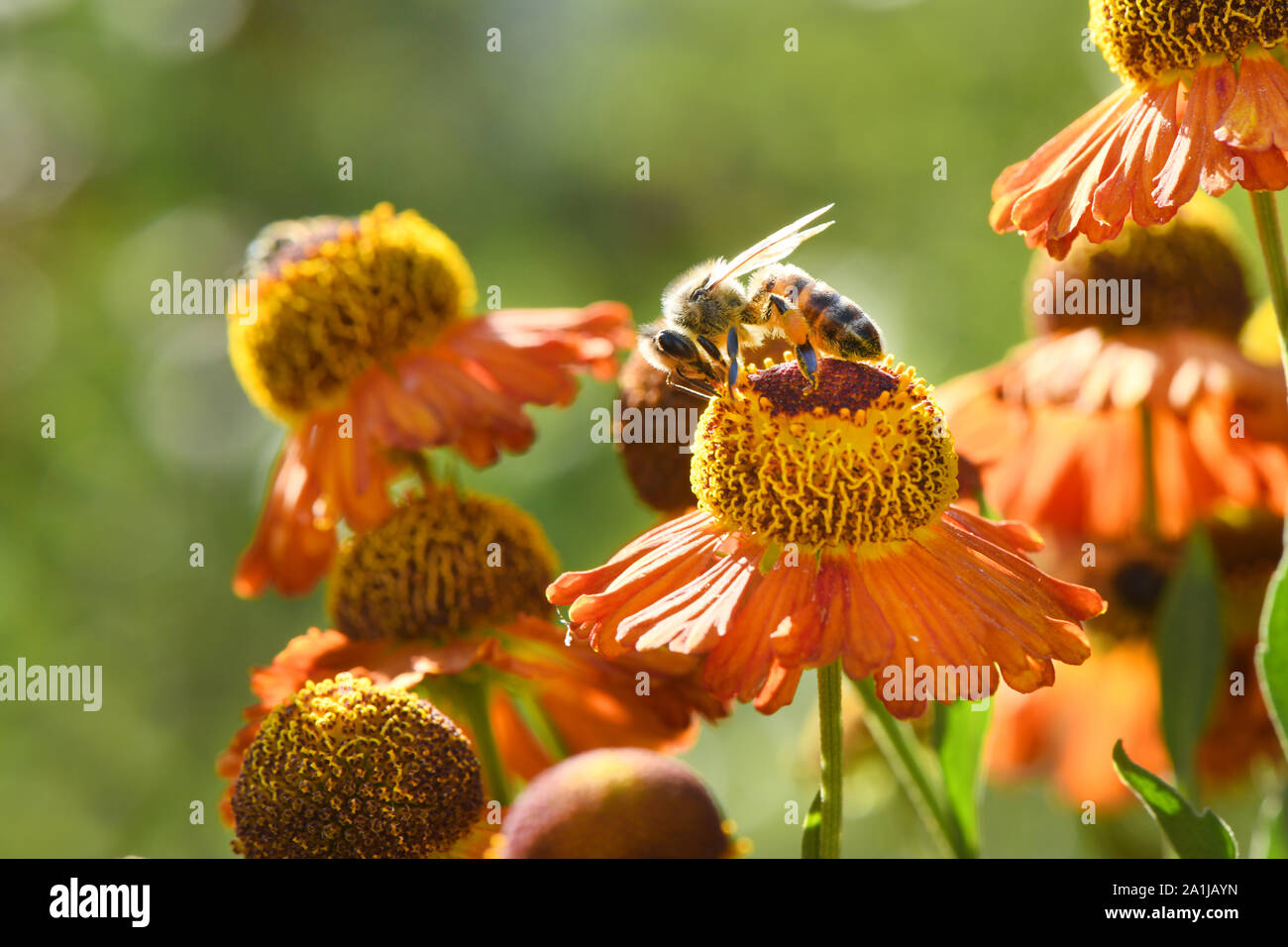 High resolution bee photo hi-res stock photography and images - Alamy