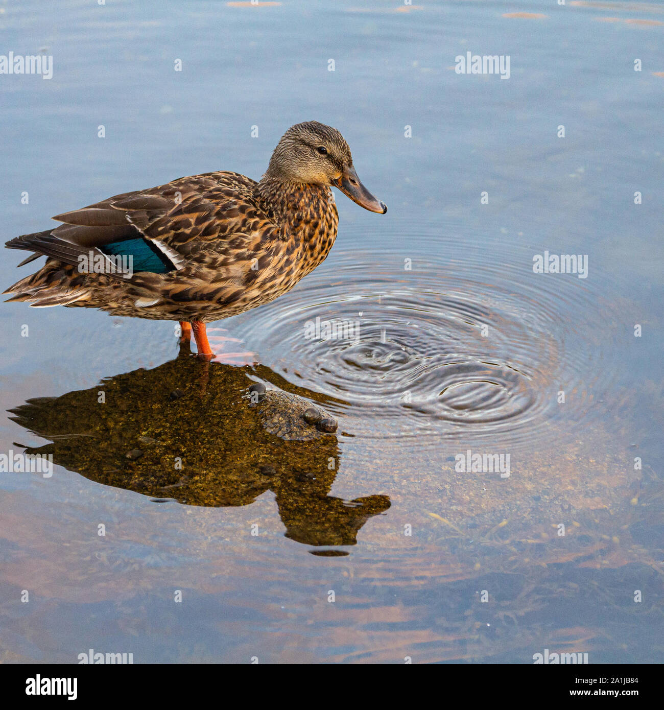 Dripping duck hi-res stock photography and images - Alamy