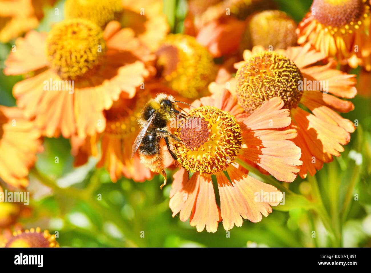 Bee collecting nectar from orange flower. High resolution photo Stock ...