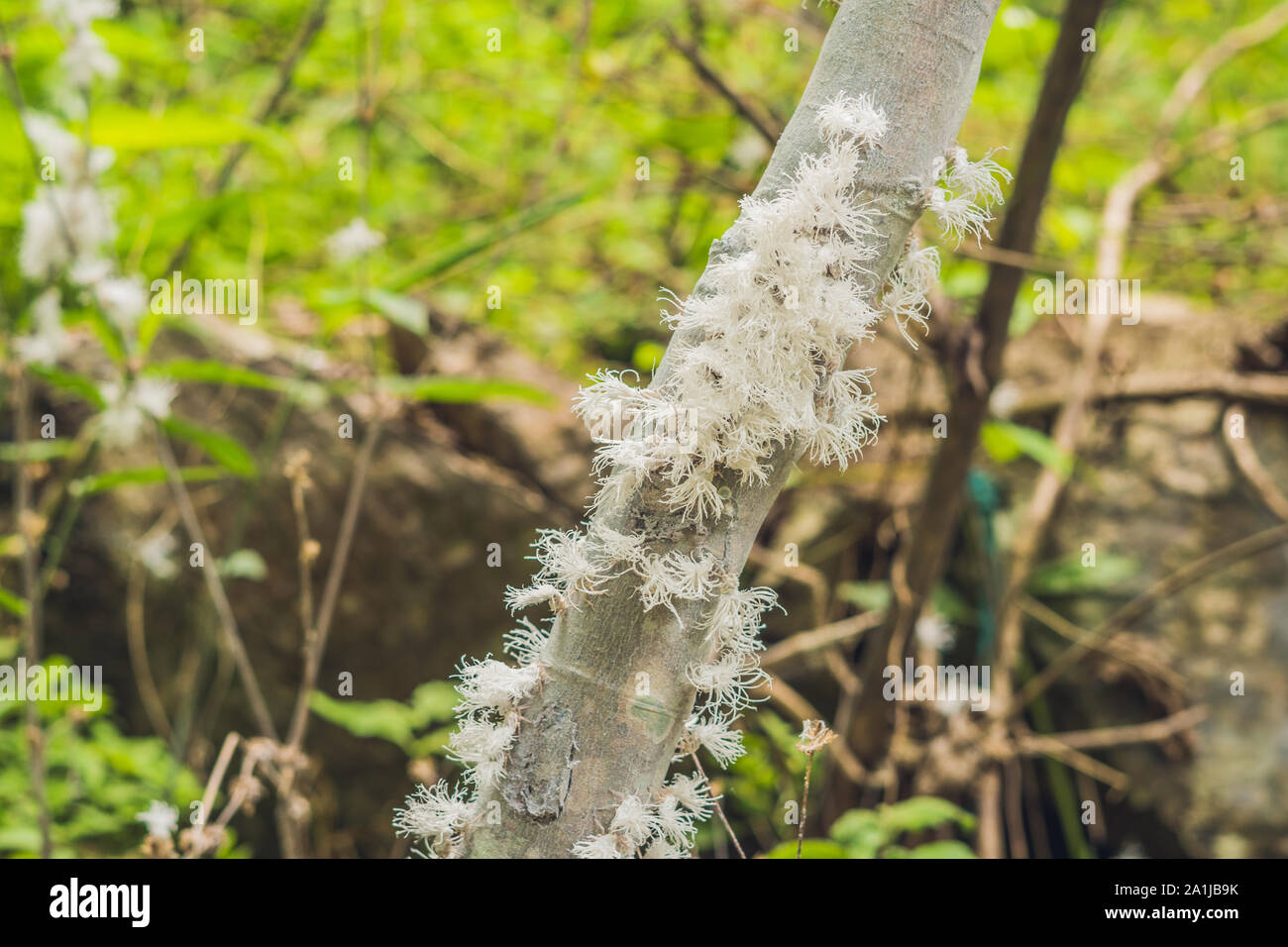 Flatid leaf bug phromnia rosea on a tree's branch in a forest Stock ...