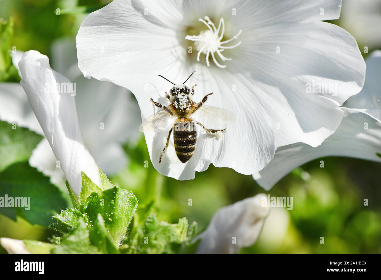 Bee while collecting pollen from white flower. Hairs on Bee are covered ...