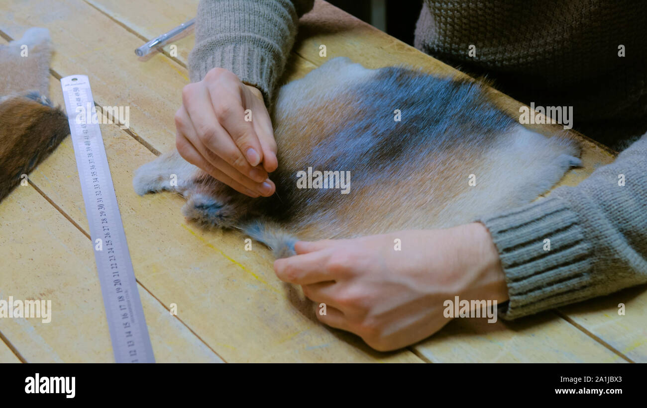 Skinner working with mink fur skin Stock Photo - Alamy