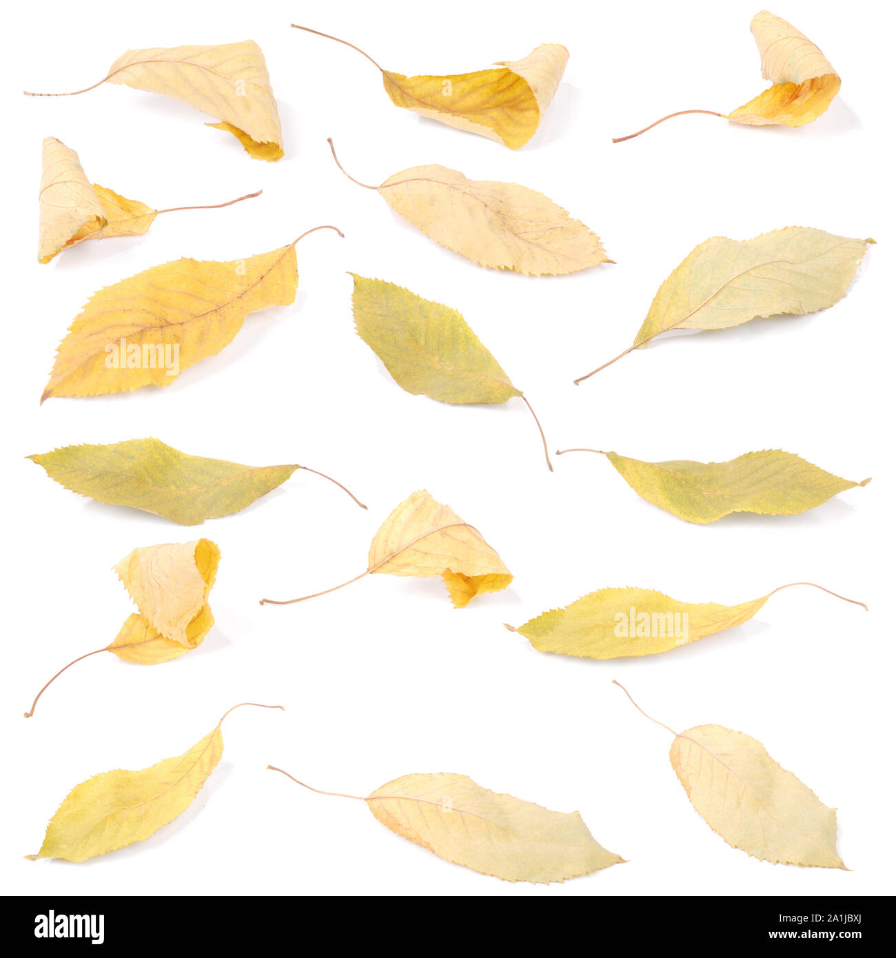Collection group beautiful colorful autumn cherry leaves isolated on ...