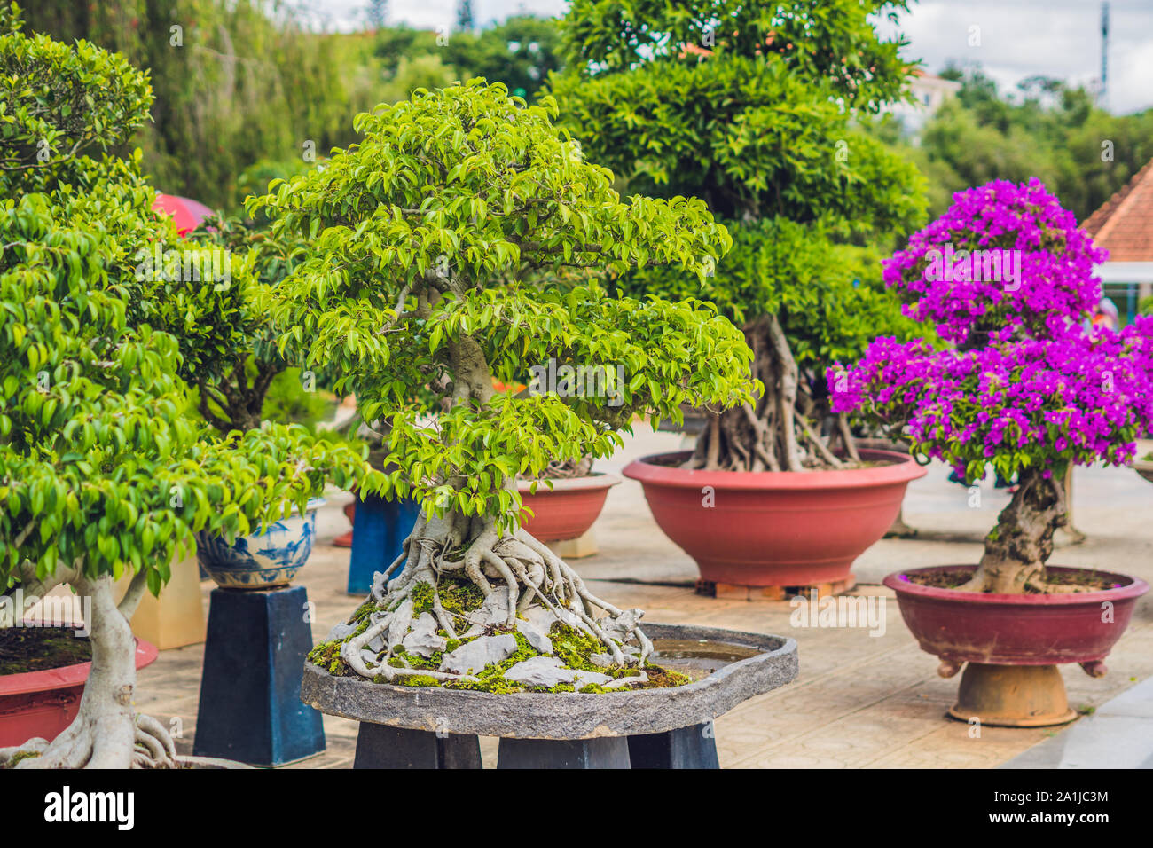 Bonsai and Penjing landscape with miniature evergreen tree in a tray ...