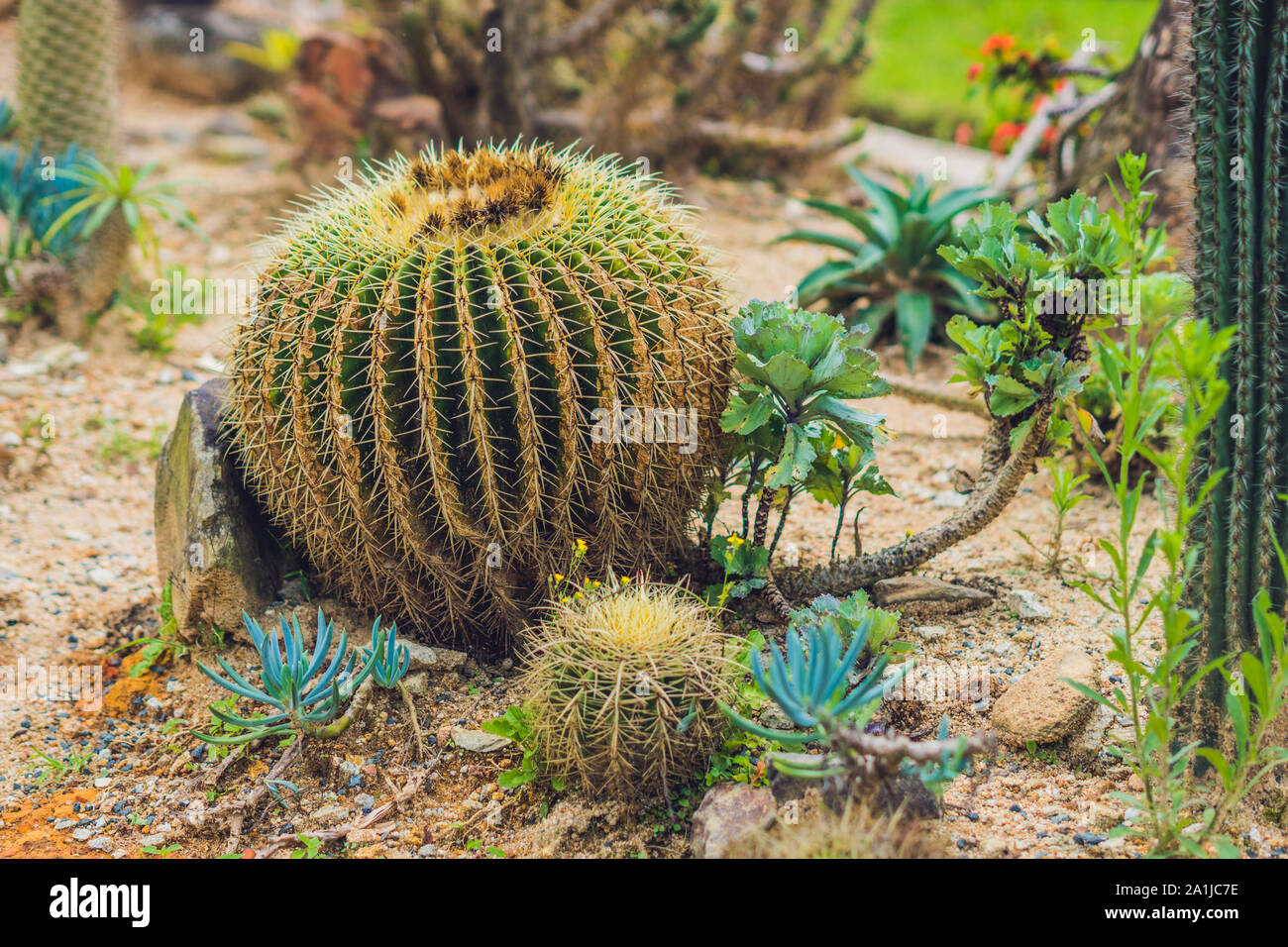 Big round cactus hi-res stock photography and images - Alamy